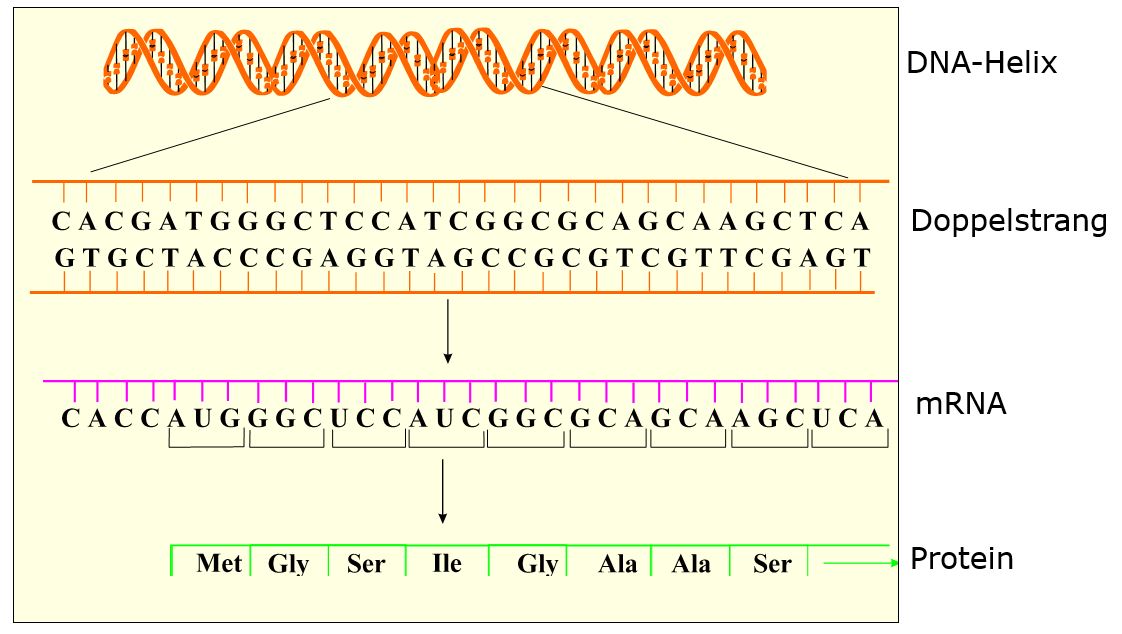 Mutationen in der Pflanenzüchtung verstehen